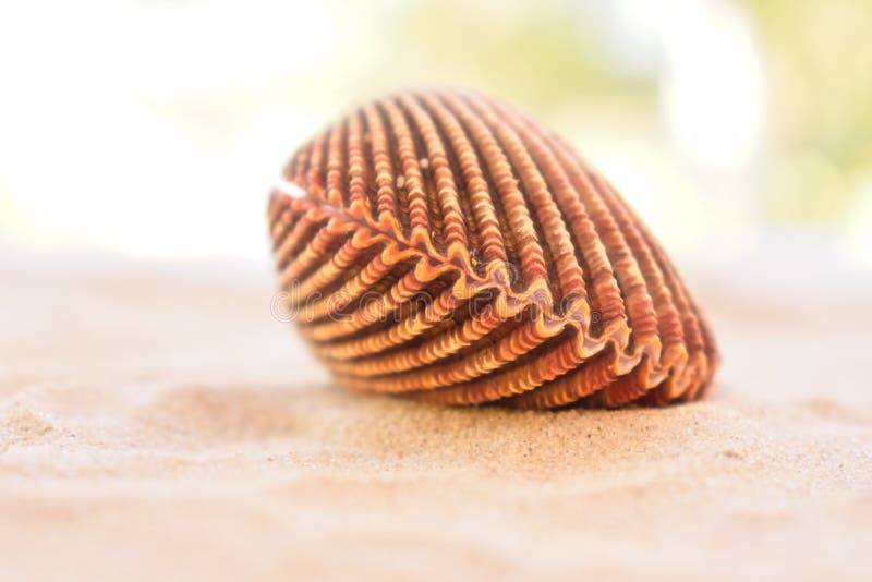 Closed Cockle Shell on a Sandy Beach Stock Photo - Image of cockle ...