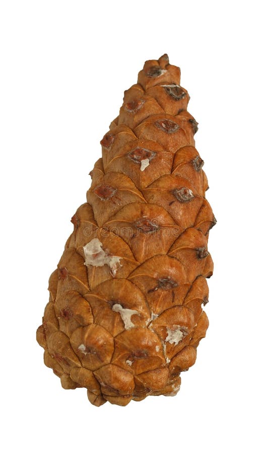 449 Closed Pine Cone Stock Photos - Free & Royalty-Free Stock Photos ...