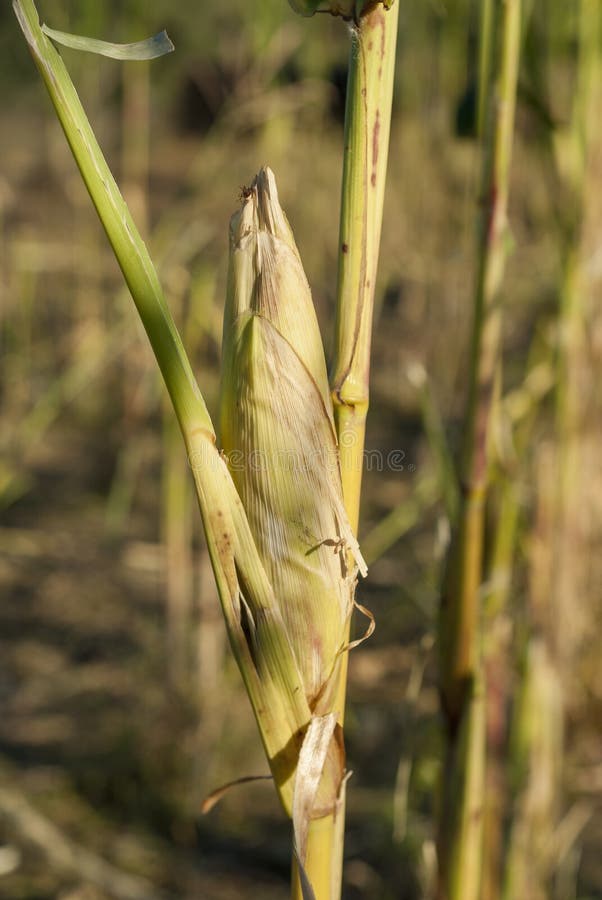 Closed Corn Ear Isolated in the Field Still Green Color in Dry Field ...