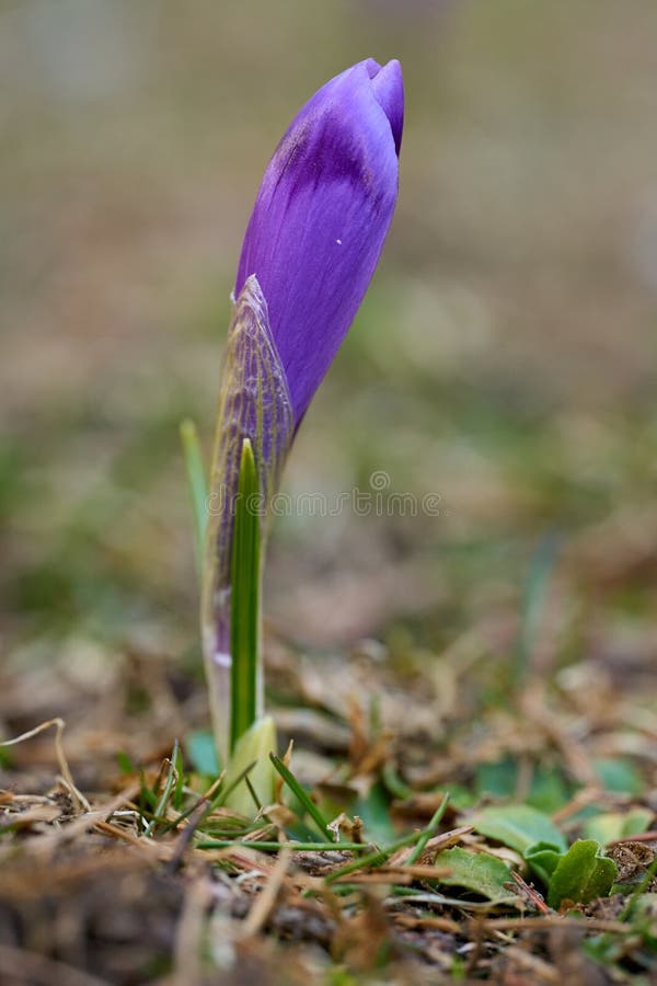 Closed Crocus Bud in Early Spring Stock Image - Image of flower, crocus ...