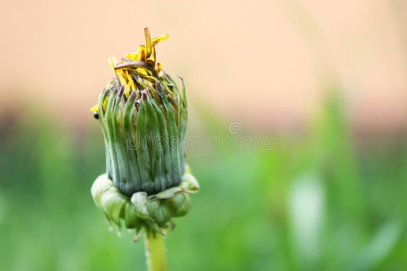Closed Bud of a Dandelion. Dandelion White Flowers with Green Blur ...