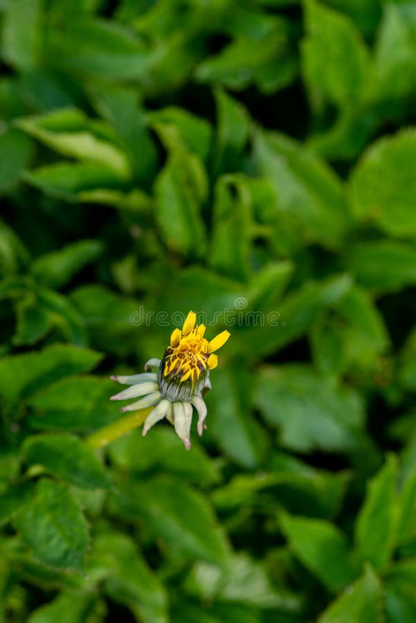 An almost Closed Dandelion Flower Stock Image - Image of flower, season ...