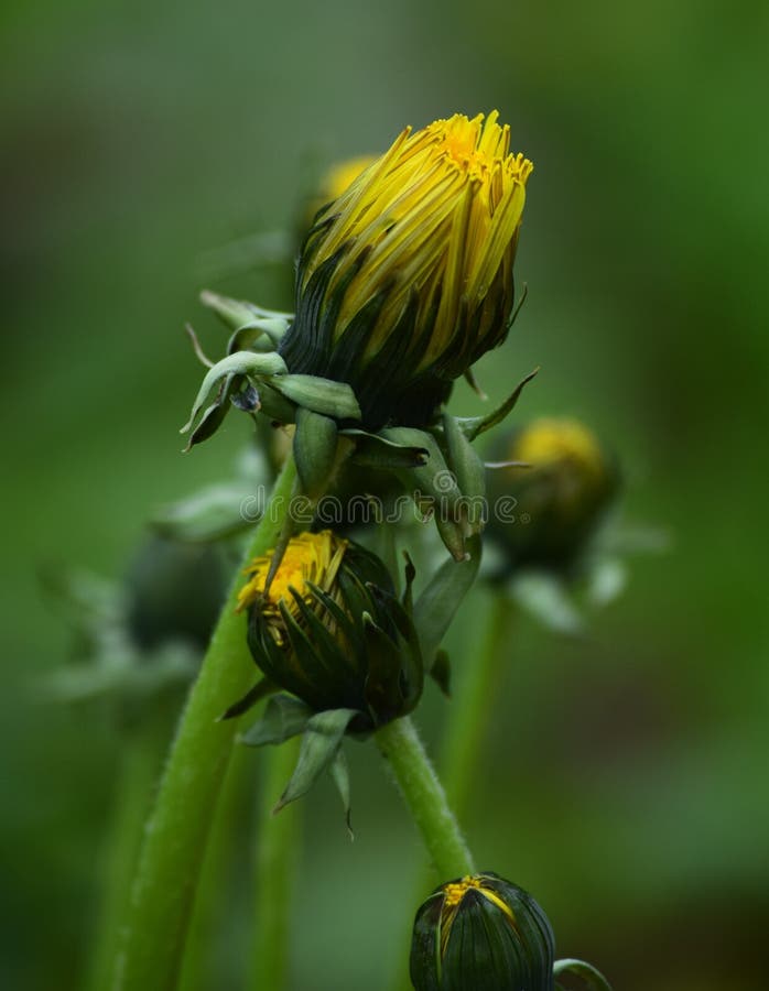 Closed Dandelion flower stock image. Image of small - 246538983