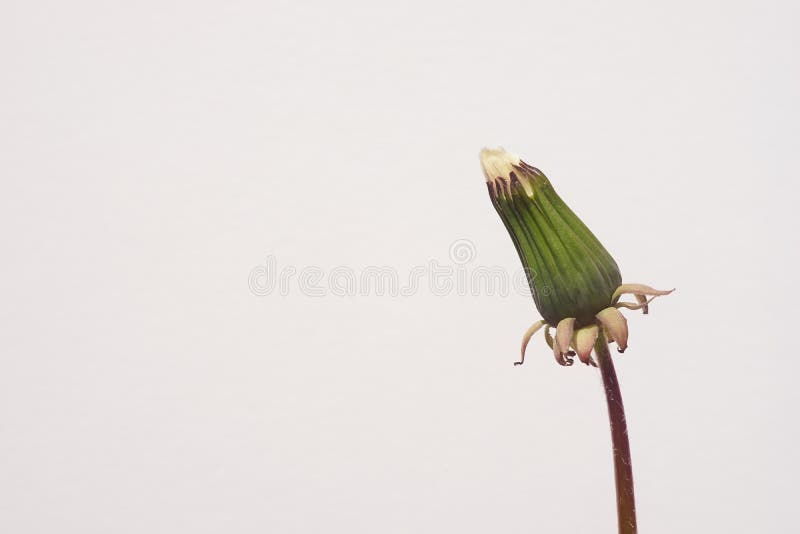 Closed Dandelion Flower on a White Background Stock Photo - Image of ...