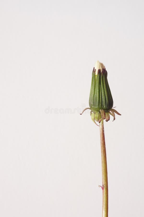 Closed Bud of a Dandelion. Dandelion White Flowers with Green Blur ...