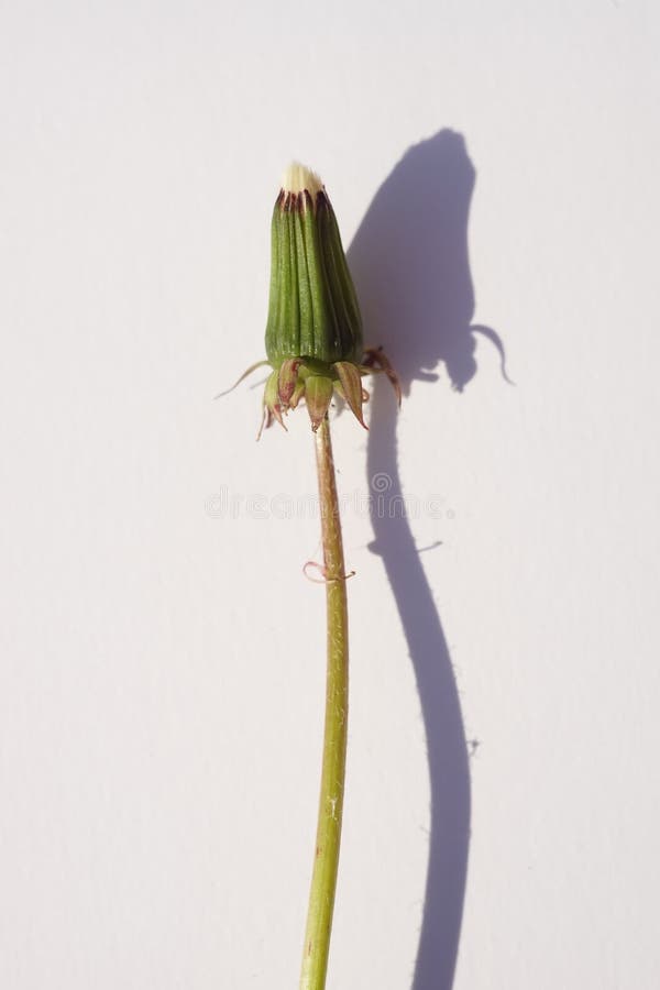 Closed Bud of a Dandelion. Dandelion White Flowers in Green Grass Stock ...
