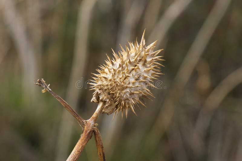 Closed Downy Thorn Apple stock image. Image of brown - 275650077