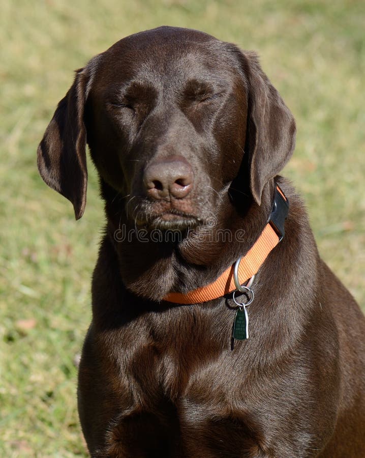 Labrador stock photo. Image of labrador, companion, chocolate - 36904140