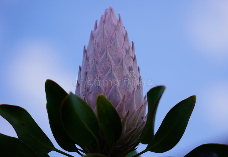 Closed Flower Head Bulb of the King Protea Flower Stock Photo - Image ...