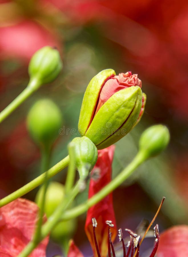 The Closed Flower stock photo. Image of beautiful, sunny - 44516614