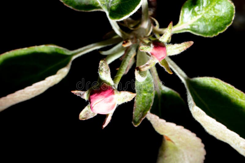 Closed Flowers on a Tree Branch in Spring Stock Image - Image of ...