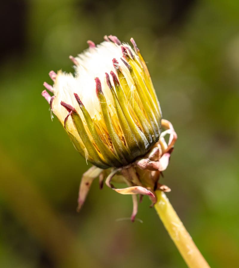 Closed Fluffy Dandelion in Nature. Stock Image - Image of flower ...