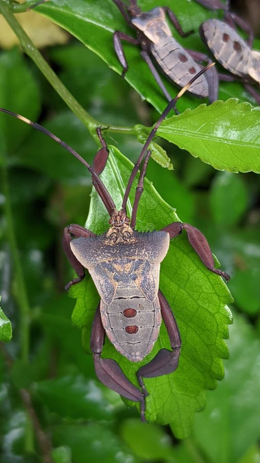 Closed Giant Leaf Footed Bug Perched Stock Photo - Image of collection ...