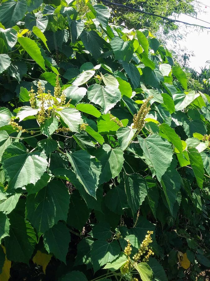 A Closed Hibiscus Tree is Growing Its Flowers. Stock Image - Image of ...
