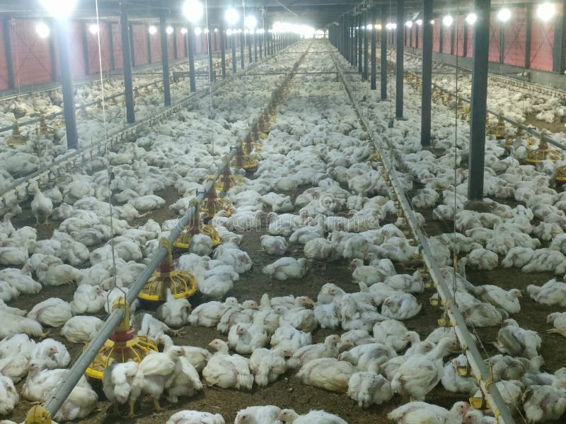 Closed house Broiler Farm stock image. Image of farm - 273308609