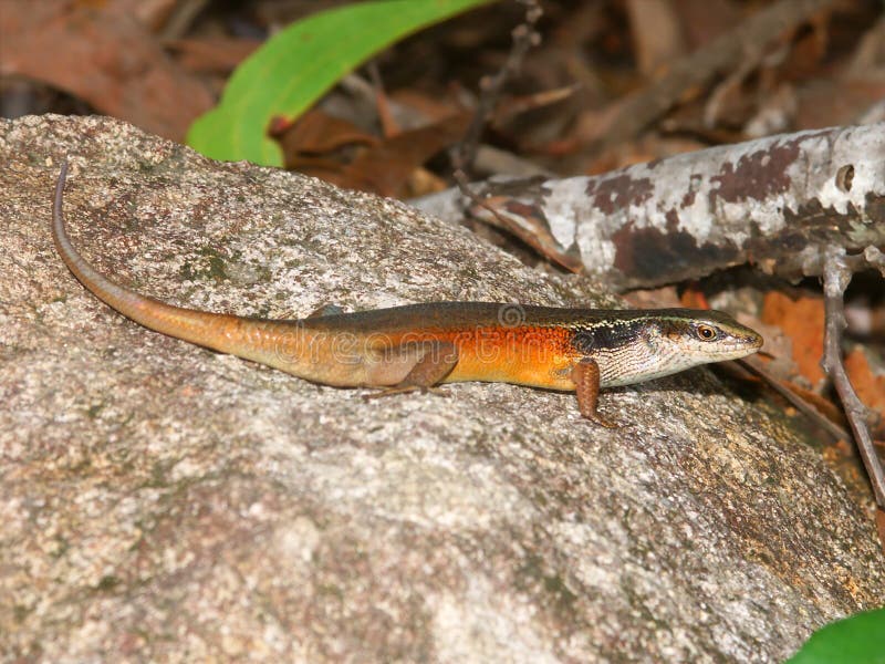 Closed-litter Rainbow Skink (Carlia Longipes) Stock Photo - Image of ...