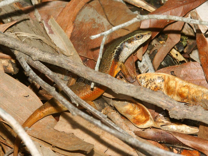 Closed-litter Rainbow Skink (Carlia Longipes) Stock Image - Image of ...