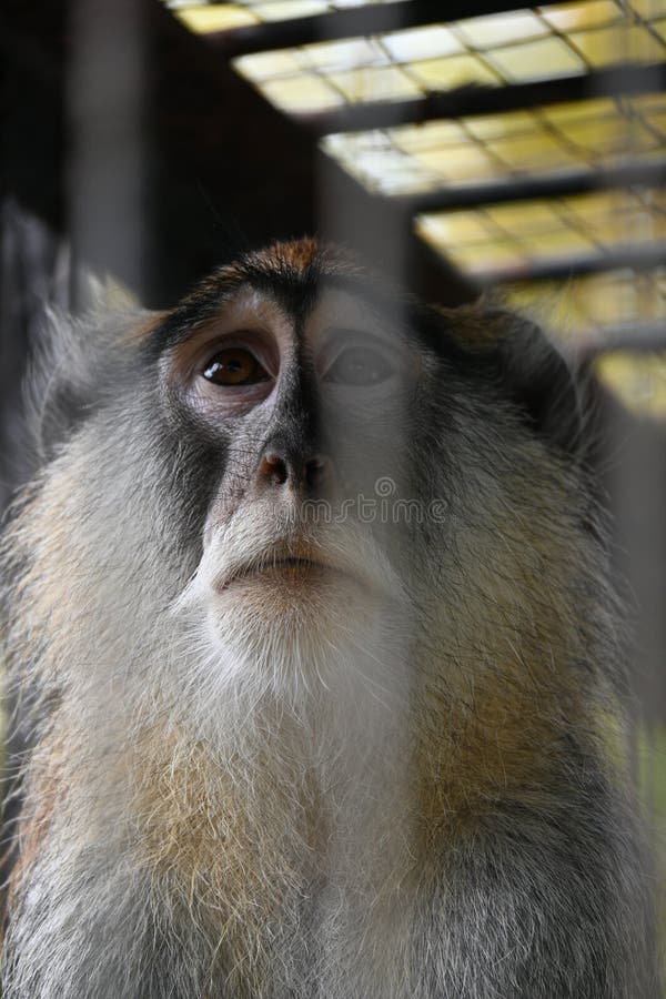 Closed monkey in a cage stock image. Image of cage, beak - 233393235