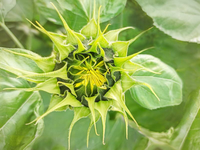 Closed and Opening Sunflower Bud in the Web. Flat Position, Top View ...
