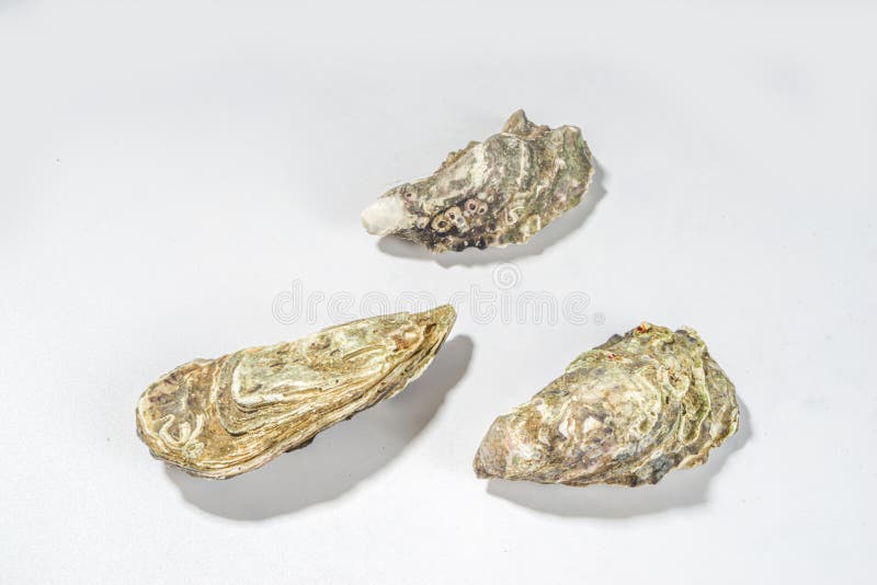 Closed Oyster Shells on White Stock Photo - Image of beautiful, fresh ...