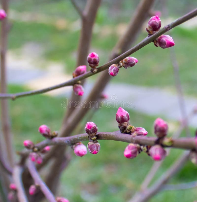 Closed Pink Buds on a Tree on a Cloudy Day Stock Image - Image of color ...