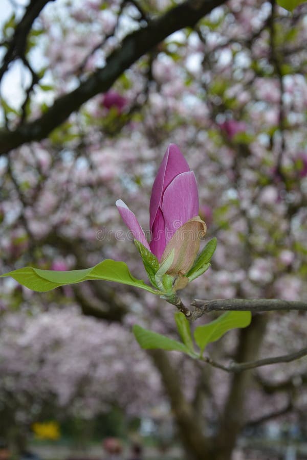 Closed Pink Magnolia Blossom on the Tree Stock Photo - Image of ...