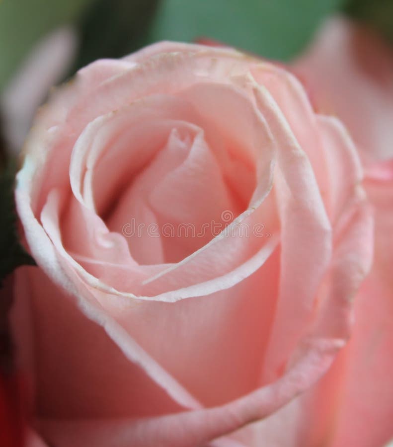 Closed Pink Rose with Waterdrops Stock Photo - Image of autumn, rose ...