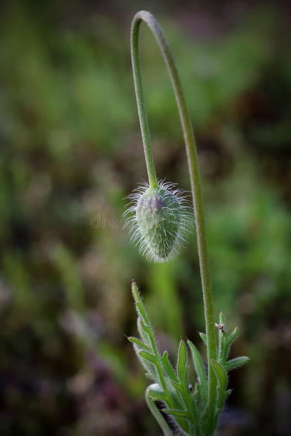 Closed Poppy Flower Bud Hover Over Leaves on Blurred Nature Background ...