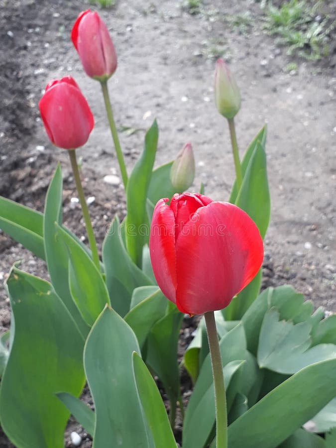 Closed tulip flowers stock image. Image of flower, season - 19570945