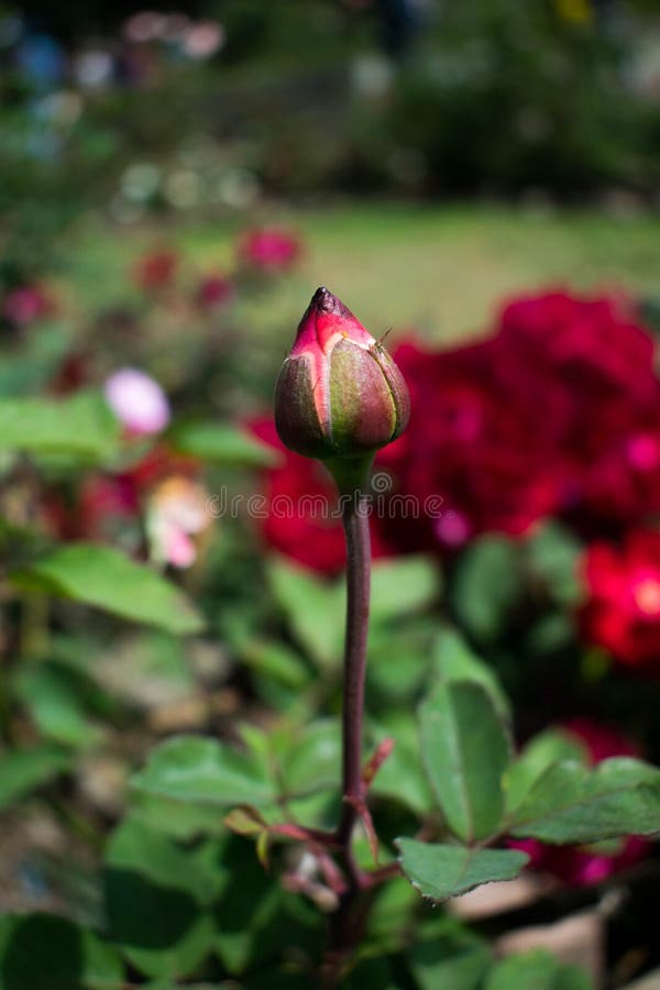 Closed red rose. stock photo. Image of baguio, roses - 111079074