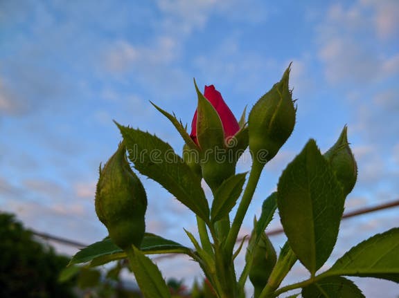 Closed Rose Buds Against the Blue Sky Stock Image - Image of nature ...