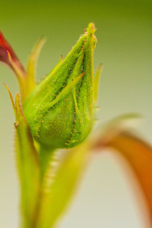 Rose stock photo. Image of callendula, ornamental, agricultural - 112751438