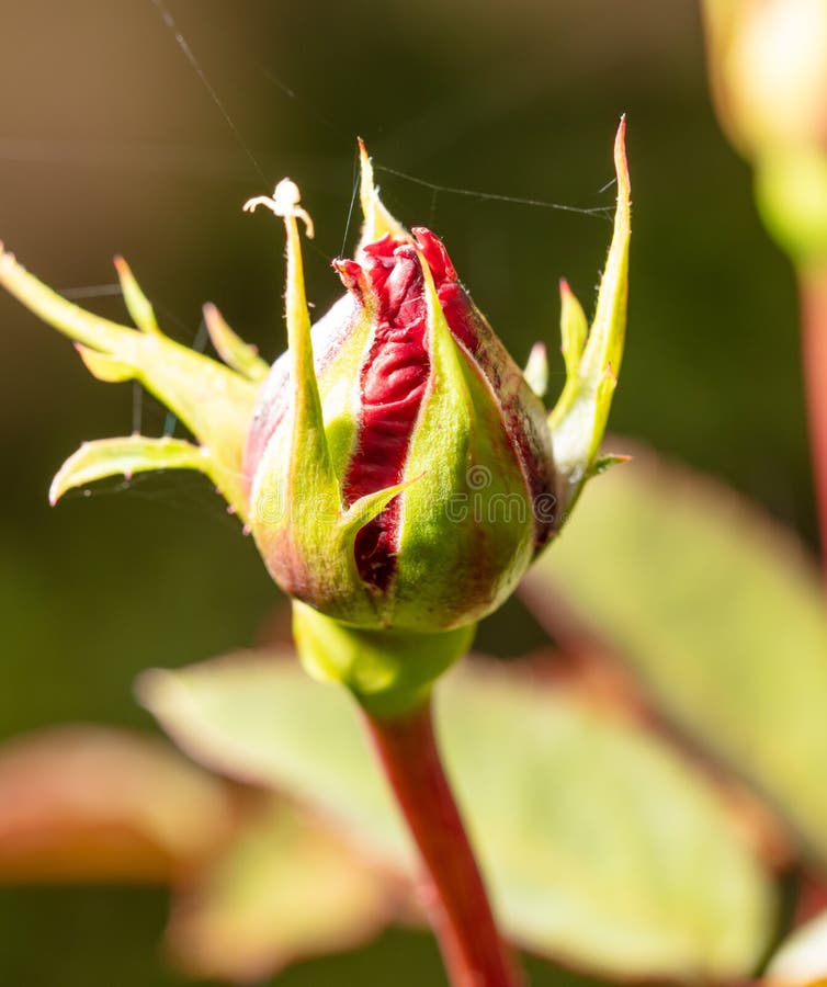 Closed Rose Flower in Nature. Stock Image - Image of flower, growth ...