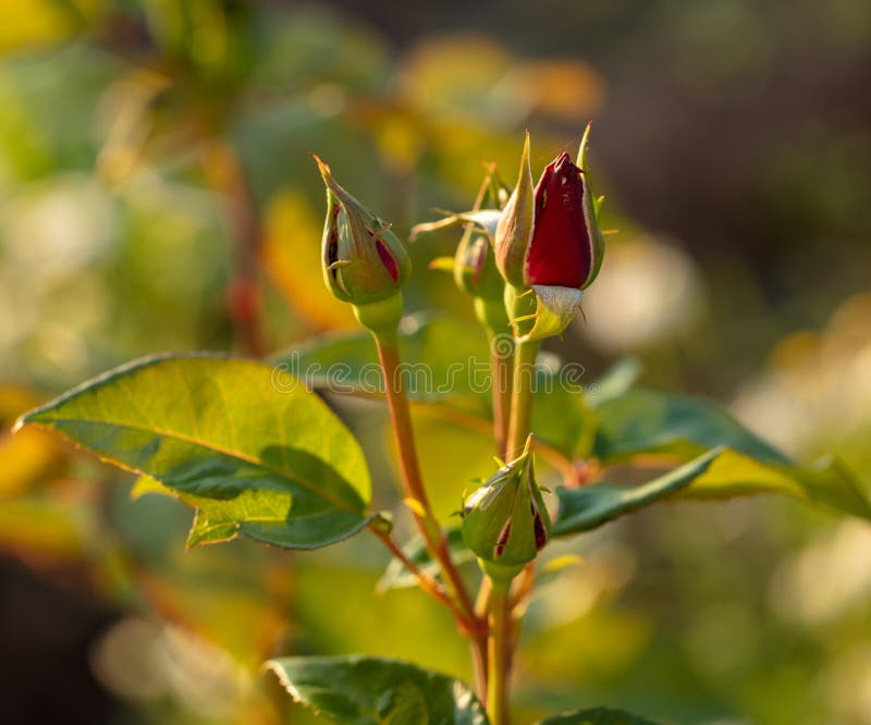 Closed Rose Flower in the Park Stock Image - Image of park, floral ...