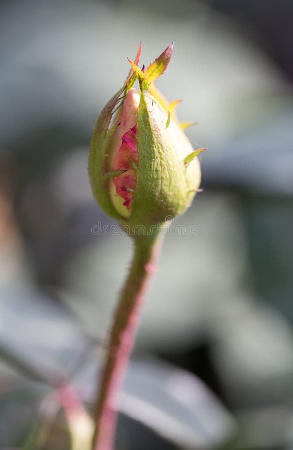 Closed rose on nature stock image. Image of white, love - 112106343