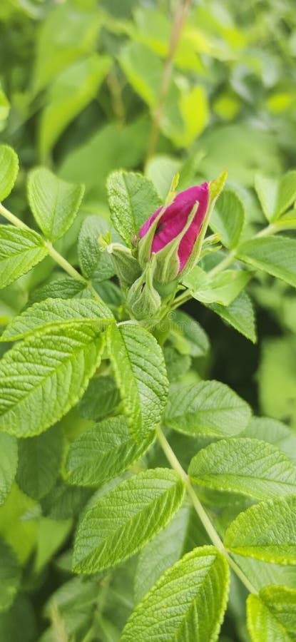 Mushuklar Rasmi Stock Photos - Free & Royalty-Free Stock Photos from ...