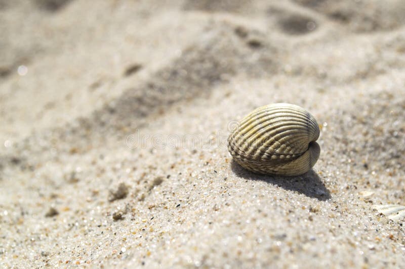 Closed Seashell on the Sand. Close Up Stock Photo - Image of outdoor ...