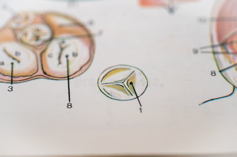 Semilunar Valves Mammalian Heart Stock Photos - Free & Royalty-Free ...