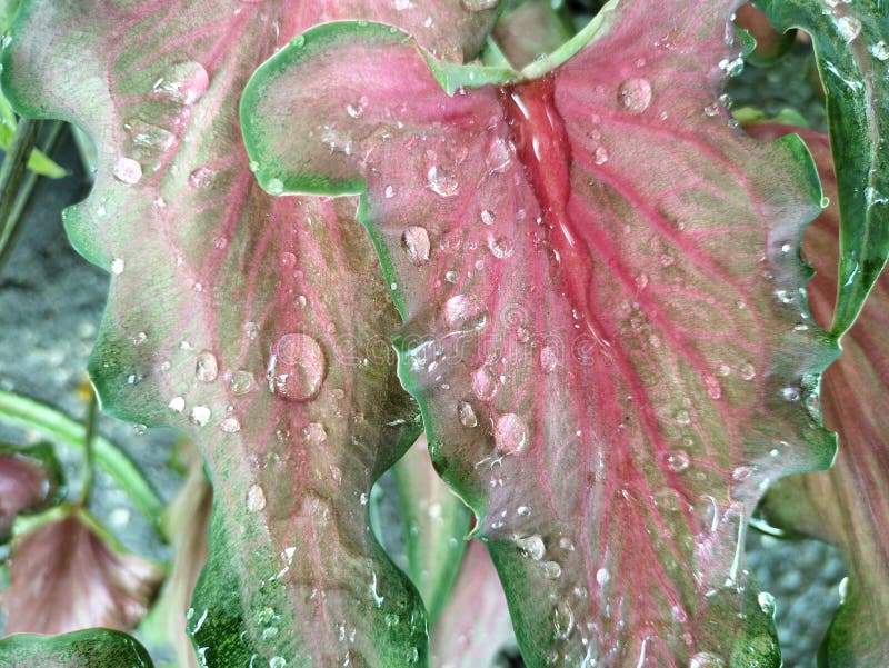 Closed Shoot of Wet Caladium Leaves with Rain Drop Stock Image - Image ...