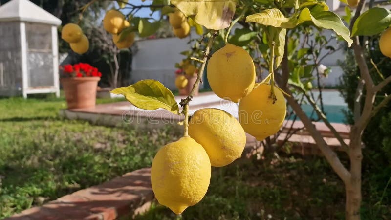 Closed Shot of a Yellow Lemon in a Lemon Tree Swayed by the Wind in a ...