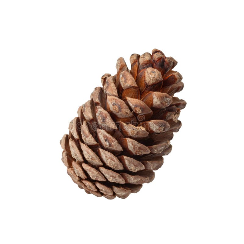 Closed Stone Pine Cone Isolated on Transparent Background with Included Cut Out Path Stock Photo ...