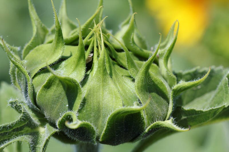 Closed Sunflower Nature Background Stock Photo - Image of leaf ...