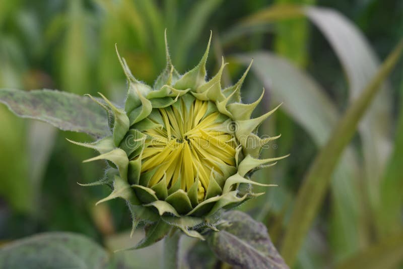 Closed sunflower in summer stock image. Image of romantic - 93724037