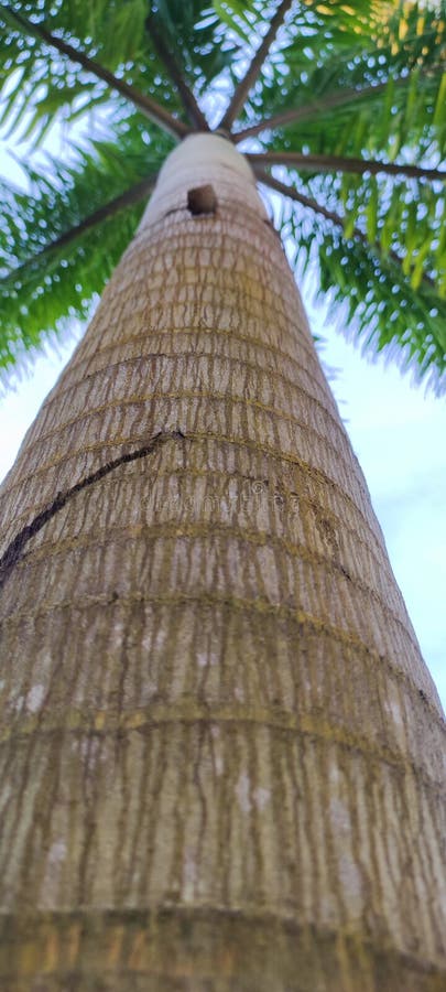 Closed Tall Palm Log Stock Photos - Free & Royalty-Free Stock Photos ...