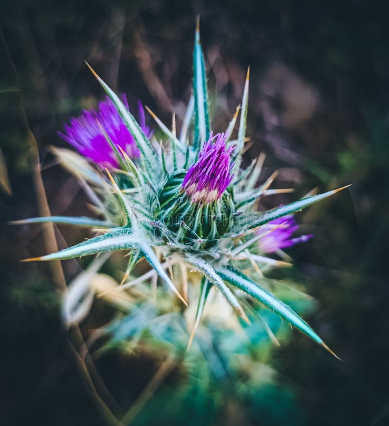 Closed thistle plant stock image. Image of plant, petal - 255104263