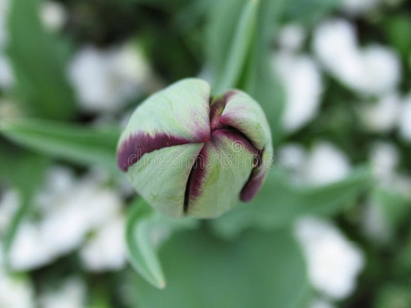 Closed_Tulip_Bud stock photo. Image of flower, fringed - 321080