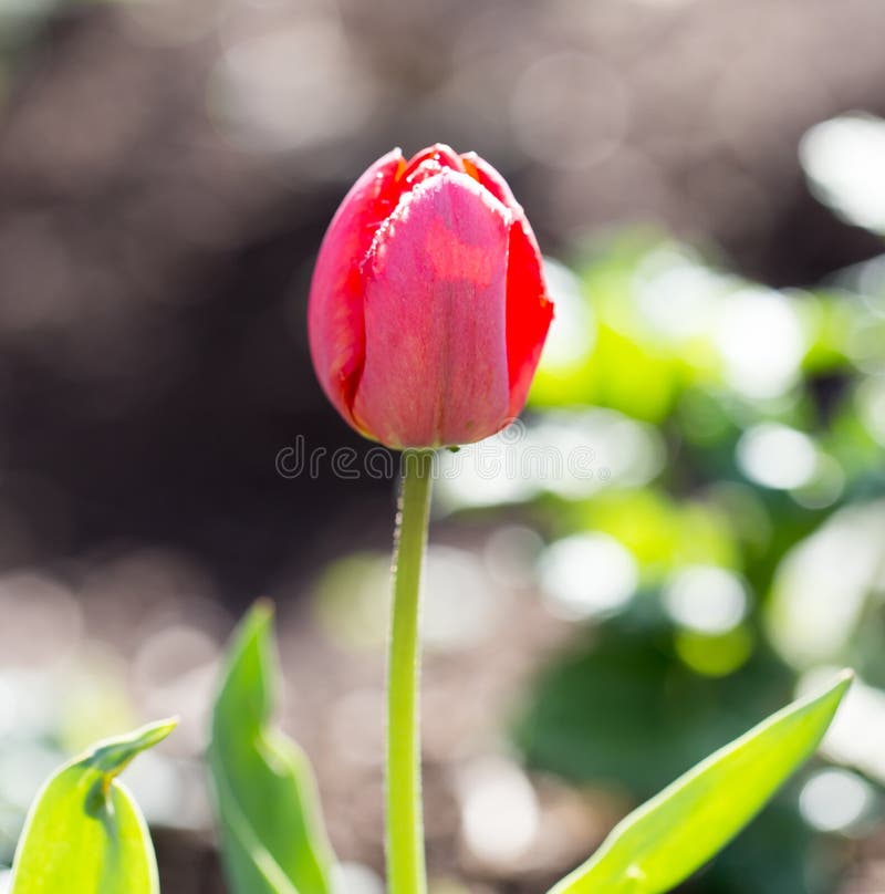 Closed Tulip Flower in Nature Stock Photo - Image of summer, space ...