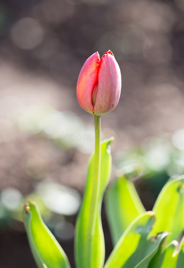 Closed Up of Tulip Flowers in the Garden Stock Image - Image of life ...