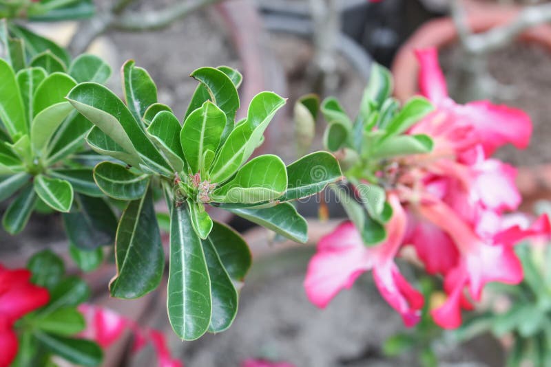 Closed Up Adenium or Desert Rose Leaf Stock Image - Image of bouquet ...