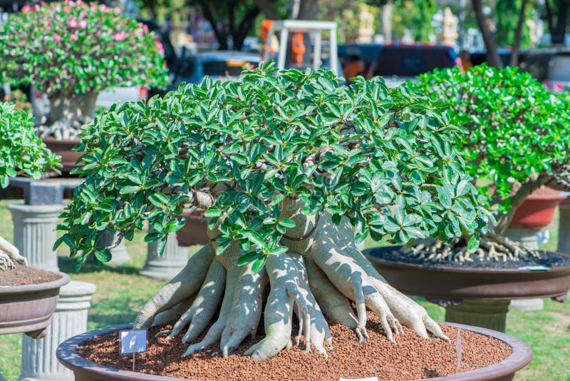 Adenium Tree or Desert Rose in Flower Pot Stock Image - Image of ...